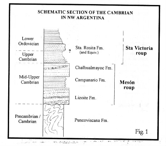 The Cambrian System in Northwest Argentina